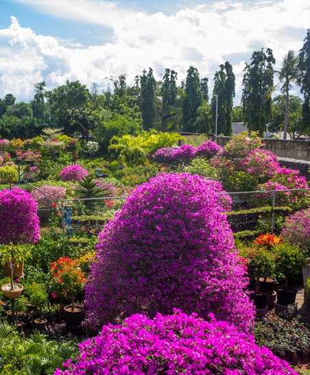 About Us - Karuna Nursery Garden & Landscaping