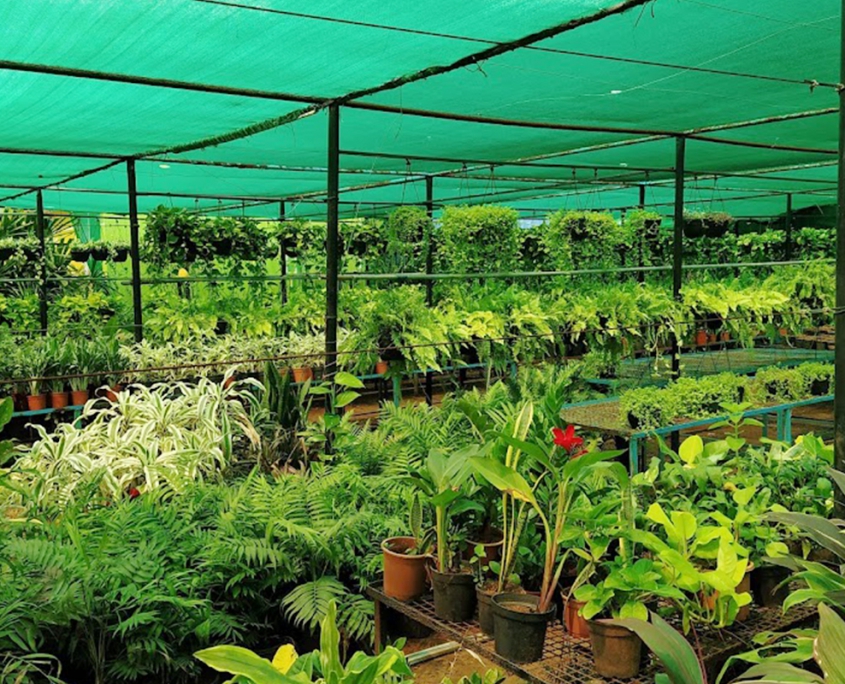 Gallery - Karuna Nursery Garden & Landscaping