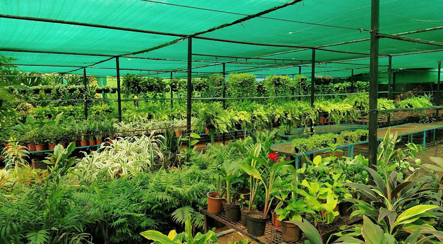 Wholesale Plant Nursery Chennai Karuna Nursery Garden Wholesale Plant Nursery Chennai Karuna Nursery Garden