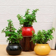 Wholesale Plant Nursery Chennai | Karuna Nursery Garden